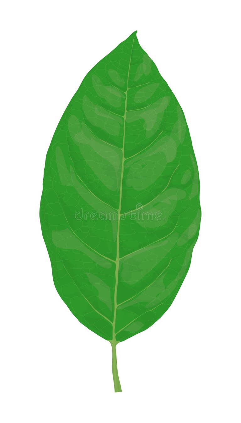 Oxygen Leaf Stock Illustrations – 10,881 Oxygen Leaf Stock ...