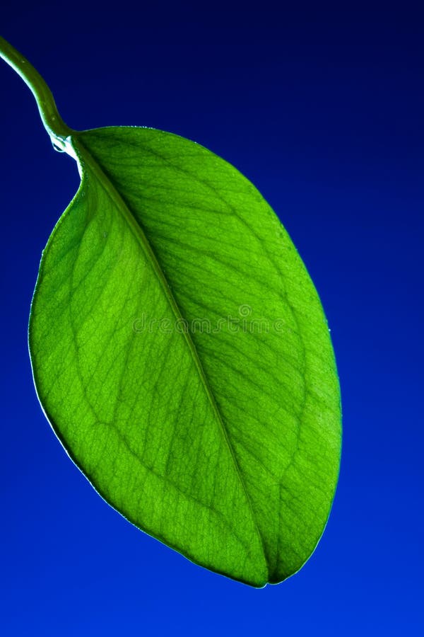 Money plant leaf stock image. Image of life, harmony, glow - 510079