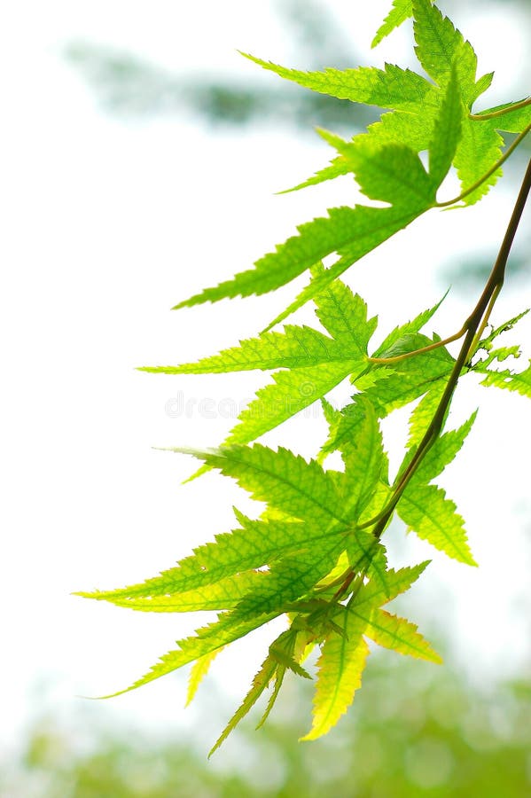 Bright Green Leaves of the Chinese Maple Tree in the Lion Grove Garden ...