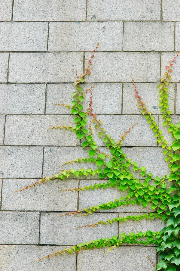 Leaf stock image. Image of asian, ramiform, beauty, natural - 5313213