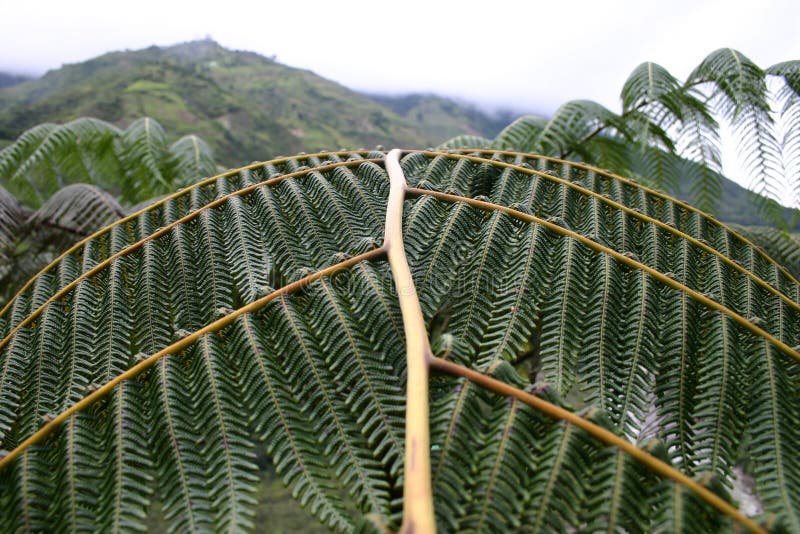 Tree in Amazonia stock image. Image of south, tropics, rainforest - 555295