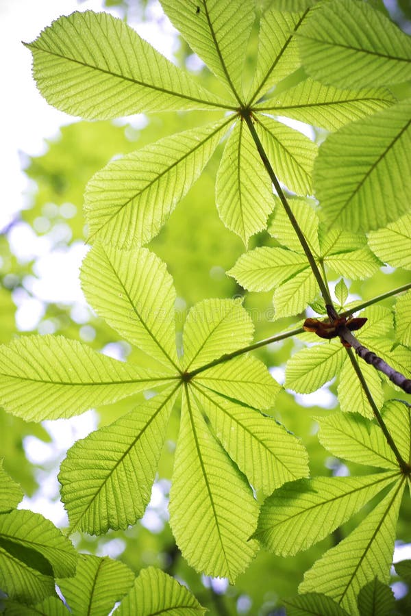 Fresh Leaves Spring Free Stock Photos & Pictures, Fresh Leaves Spring ...