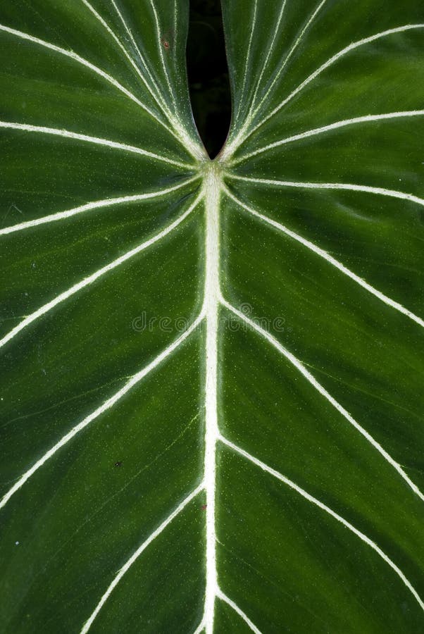 Leaf stock photo. Image of asymmetric, green, leaf, white - 6204842