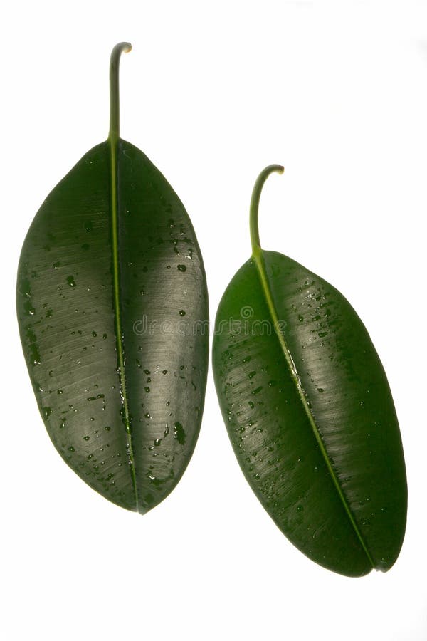 Leaf stock image. Image of flora, leaf, object, motif - 7177041