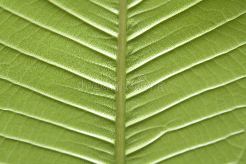 Leaf stock photo. Image of leaf, tree, plant, close, pattern - 72952