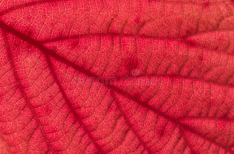 Red leaf texture stock photo. Image of golden, element - 24473502
