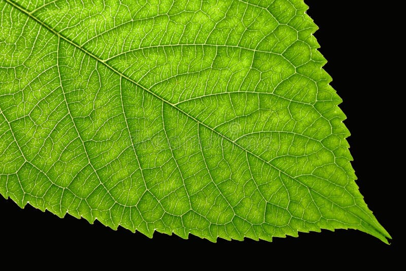 Leaf stock photo. Image of forest, light, fresh, closeup - 864214