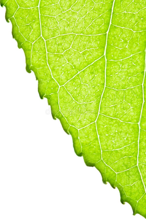 Leaf stock image. Image of tropical, edge, form, flora - 9087761