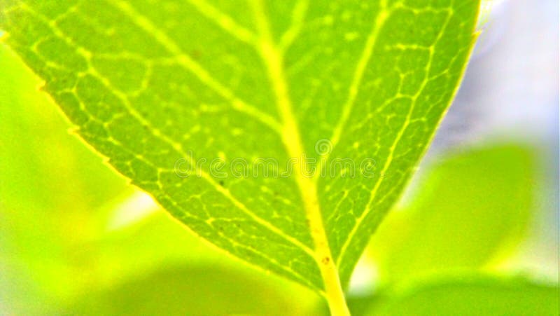 Leaf stock image. Image of rose, micro, lefe, lense, leaf - 96143313