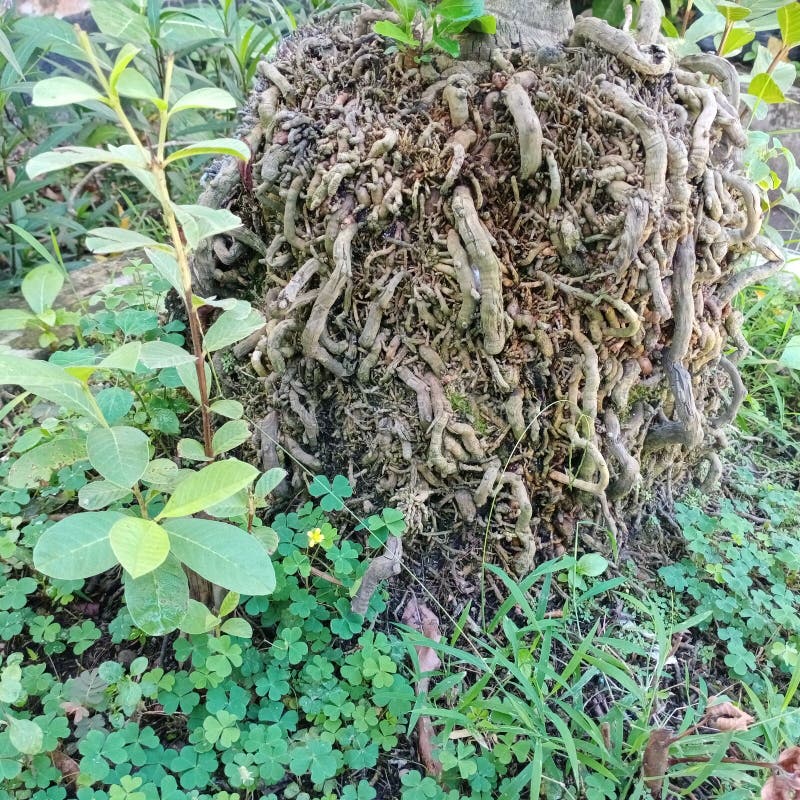 Leaf at the abandon root stock image. Image of produce - 222542131