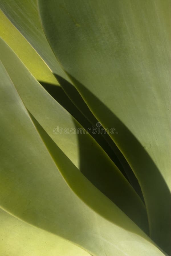Leaf abstract stock image. Image of flora, oblique, backdrop - 11256967