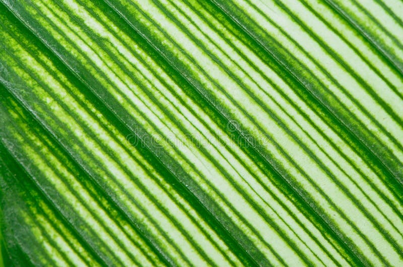 Leaf abstract stock photo. Image of natural, fresh, abstract - 32898308