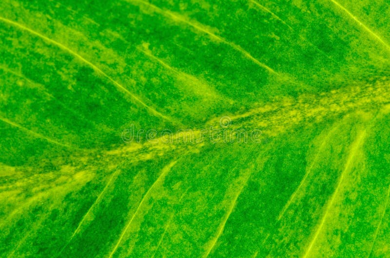 Leaf abstract stock image. Image of bright, ecology, beautiful - 33566469