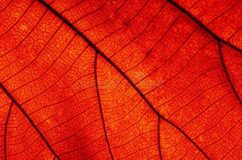 Leaf abstract stock photo. Image of pattern, garden, leaf - 32898284