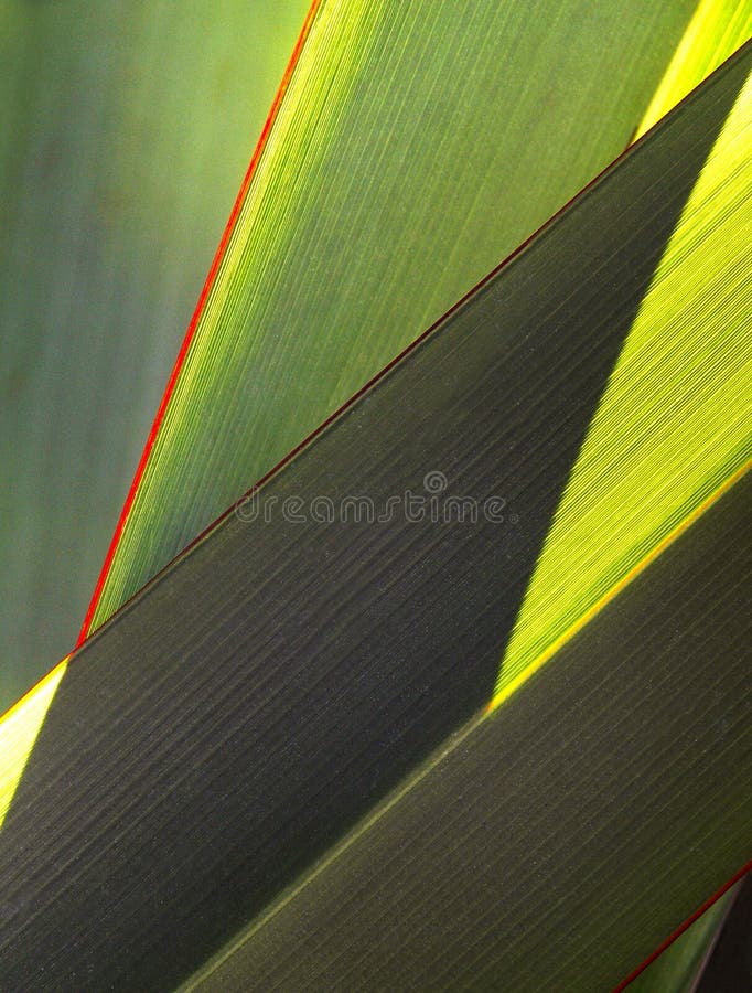 Leaf abstract stock photo. Image of leaves, leaf, nature - 33095114