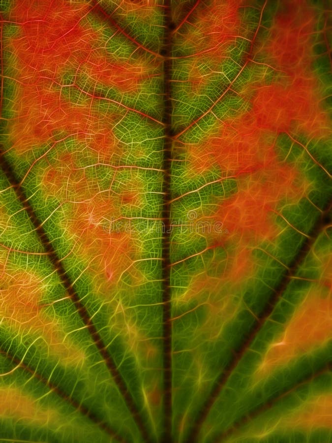 Abstract leaf texture stock photo. Image of grunge, symmetry - 27386556