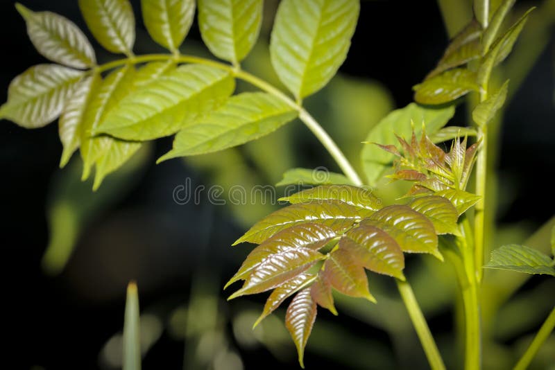 Leaf abstract images stock image. Image of garden, forest - 119024195