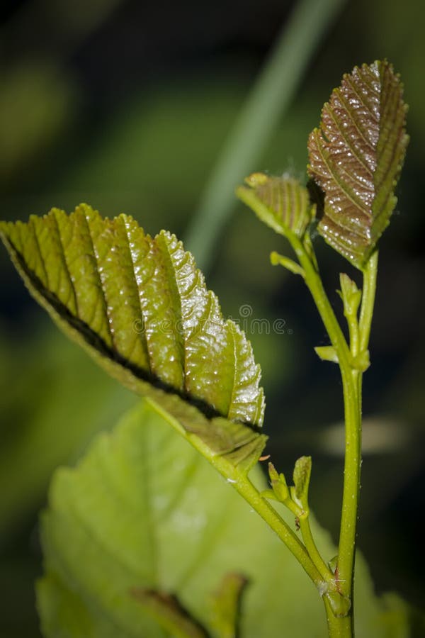 Leaf abstract images stock photo. Image of climate, environmental ...