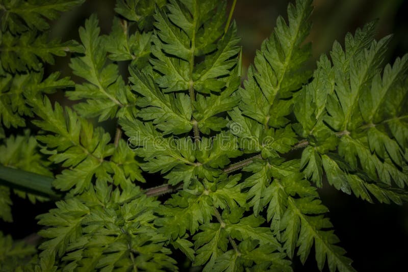 Leaf abstract images stock image. Image of environment - 119024787