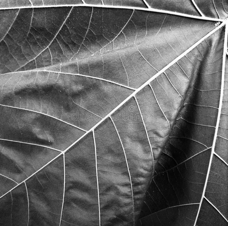 Leaf abstract stock photo. Image of leaves, macro, leaf - 30545936