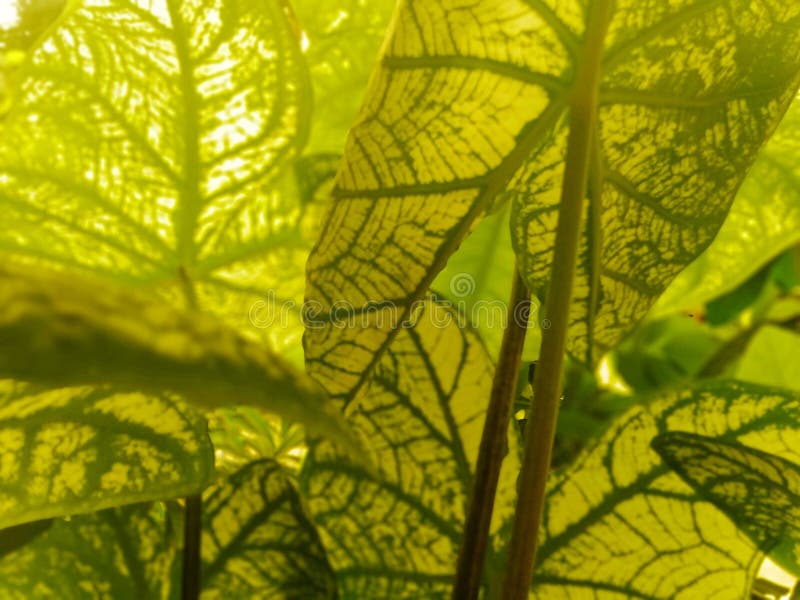 Leaf Abstraction, Light Green and Light Yellow Leaf Patterns and ...