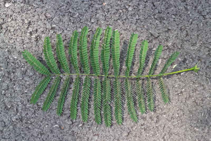 Leaf of Acacia Tree on the Asphalt. Top View Stock Photo - Image of ...