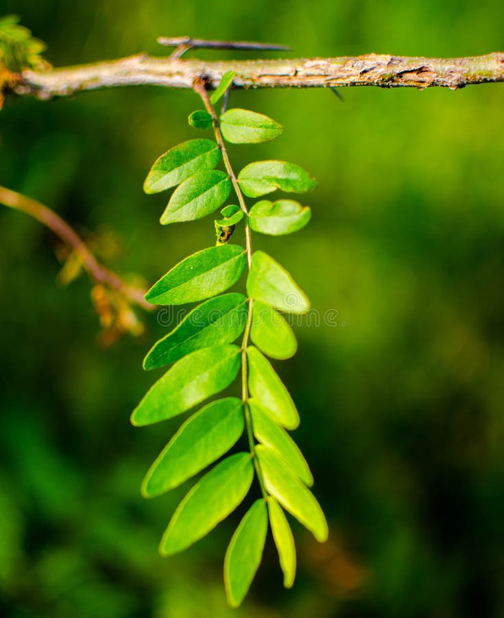 A leaf of the acacia tree stock image. Image of yellow - 279230337