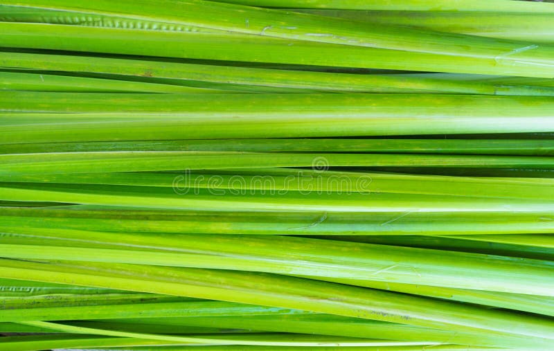 Leaf of Acorus calamus stock photo. Image of summer, herbal - 45615756