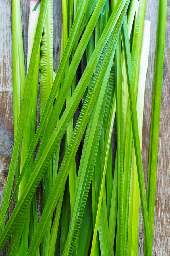 Leaf of Acorus calamus stock image. Image of green, young - 45035963