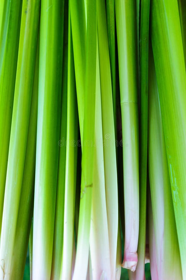 Leaf of Acorus calamus stock image. Image of green, young - 45035963