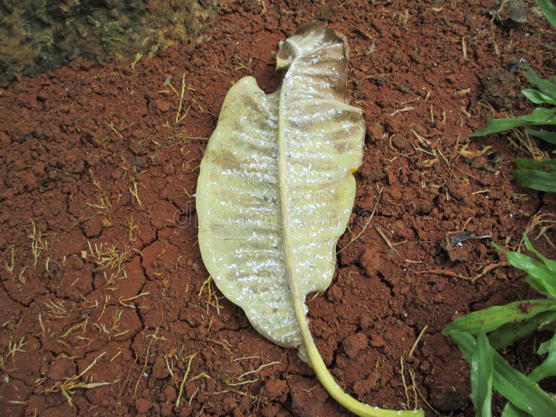 A Leaf Affected by Mealybugs Lying on the Ground Stock Photo - Image of ... A Leaf Affected by Mealybugs Lying on the Ground Stock Photo - Image of ...