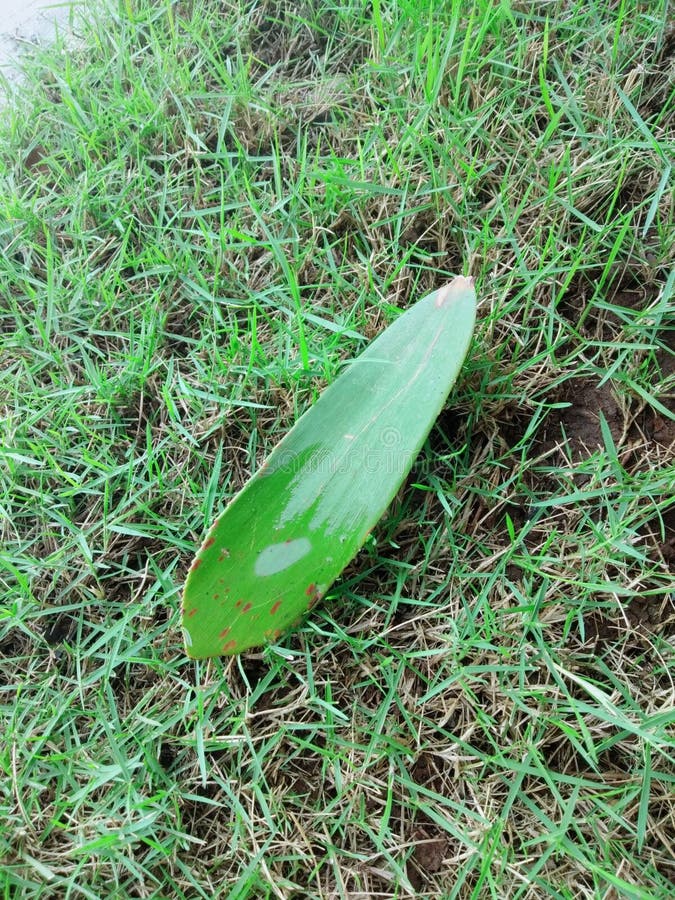Leaf Alive Even No RootsðŸŒ¿ðŸ € Stock Image - Image of invertebrate ...