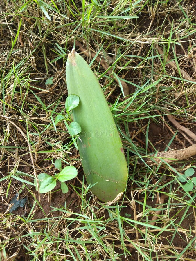 Leaf alive like human stock photo. Image of grass, nature - 200475266