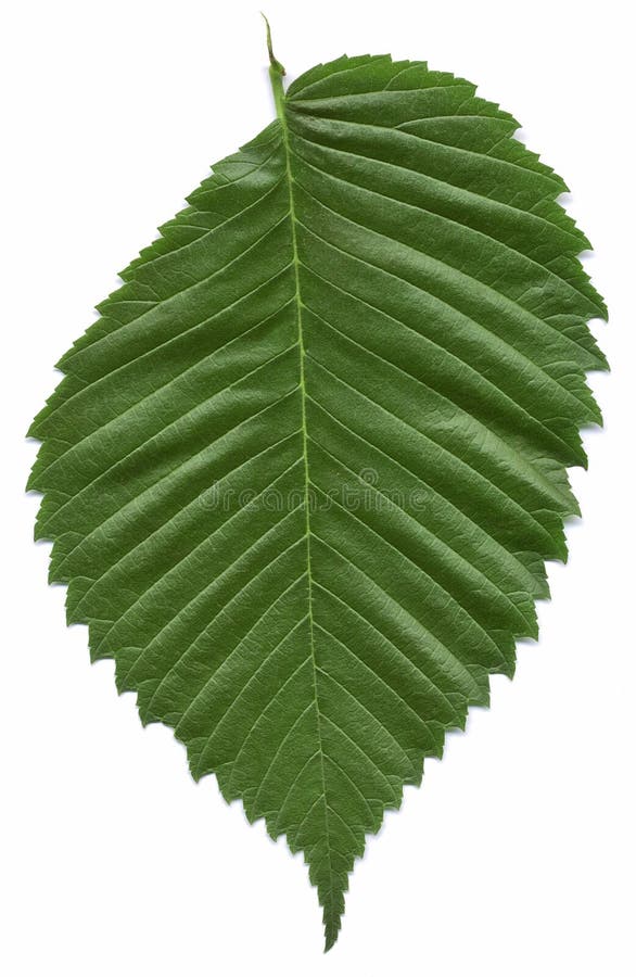 45+ Leaf elm tree Free Stock Photos - StockFreeImages