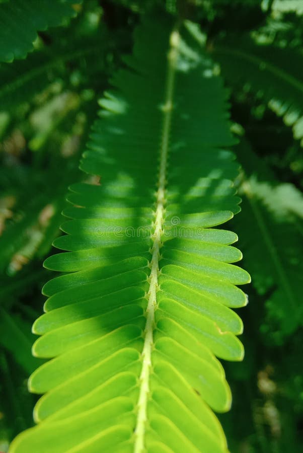 Amla tree stock image. Image of light, amla, gooseberry - 8076097