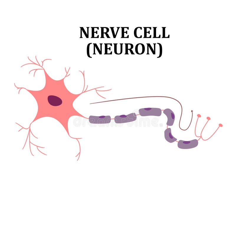 Nerve Cell (Neuron) - Animal Cell Stock Illustration - Illustration of ...