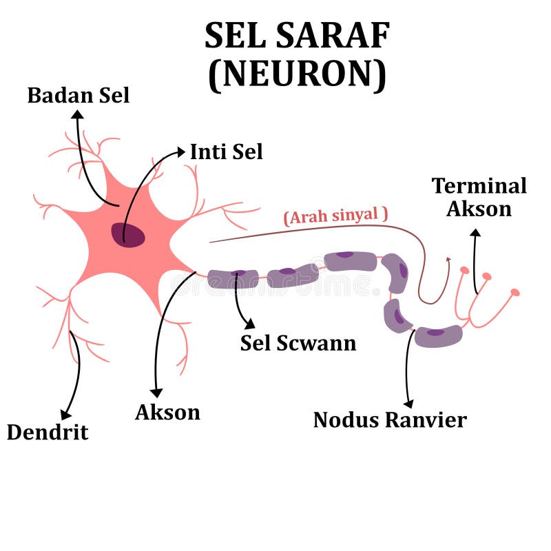 Sel Saraf (Neuron) stock illustration. Illustration of sinyal - 258419725