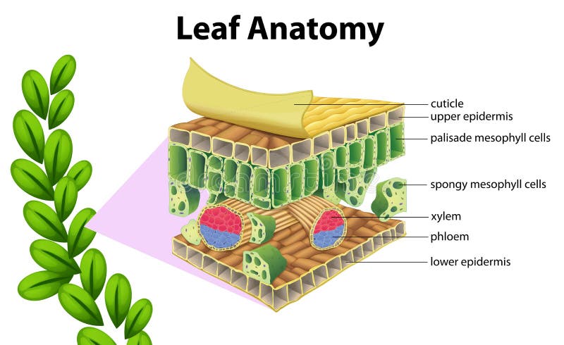 Leaf anatomy stock vector. Illustration of epidermis - 37071112