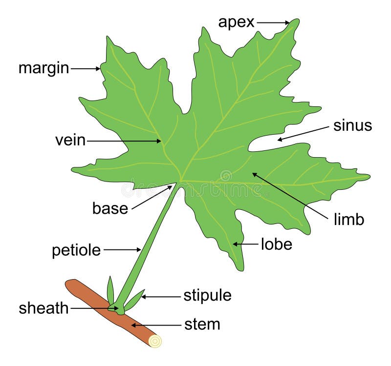 Leaf Anatomy stock vector. Image of leafs, identification - 58036292