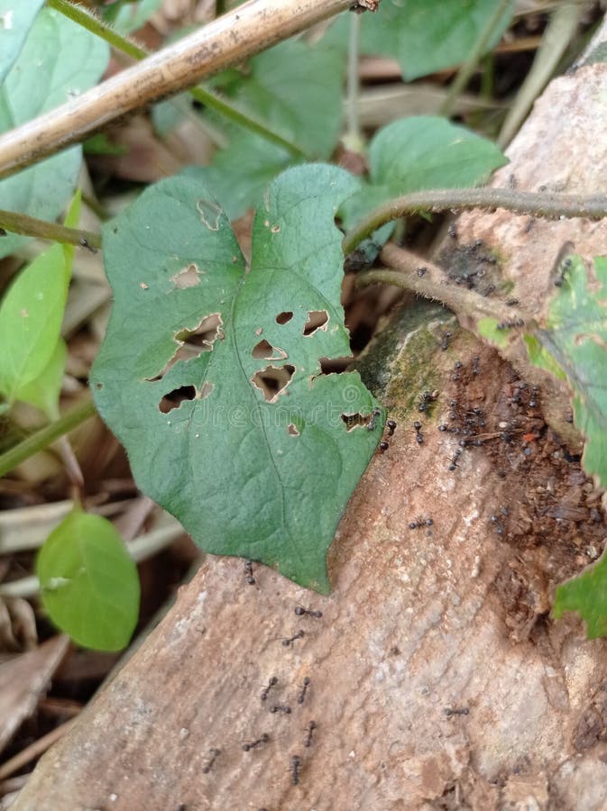 Leaf ant grass insects stock image. Image of nature - 263968711