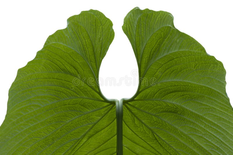 Leaf of Anthurium stock photo. Image of details, leaf - 25772274