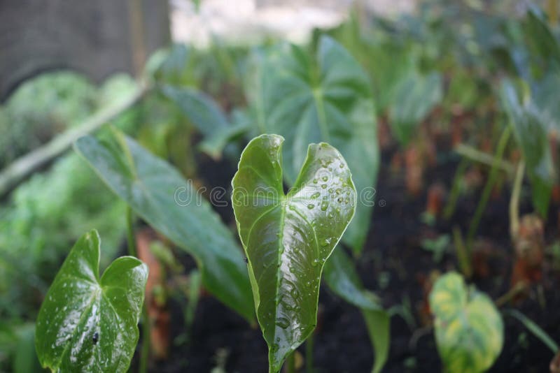 Small Anthurium stock photo. Image of colorful, blooming - 129446604