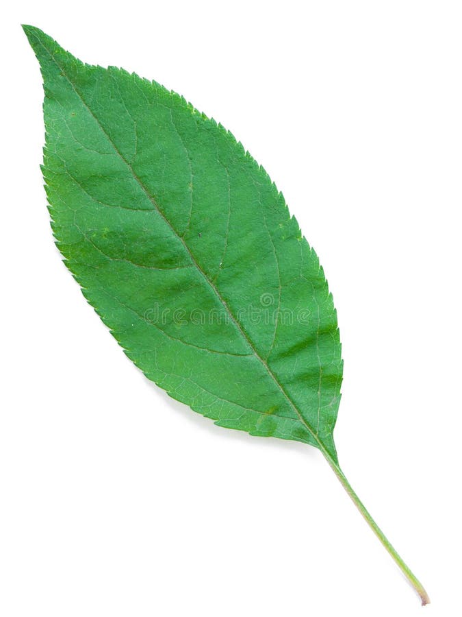 A Leaf of an Apple Tree stock image. Image of pattern - 25105243