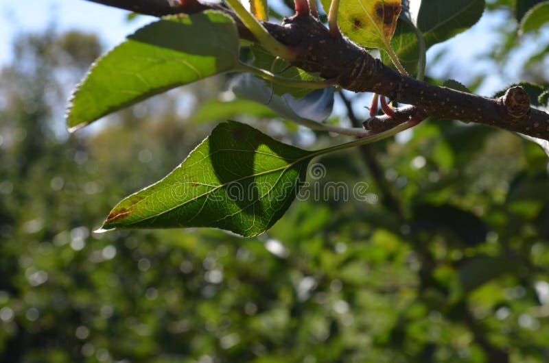 Leaf on an Apple Tree stock image. Image of leaf, workspace - 192568835