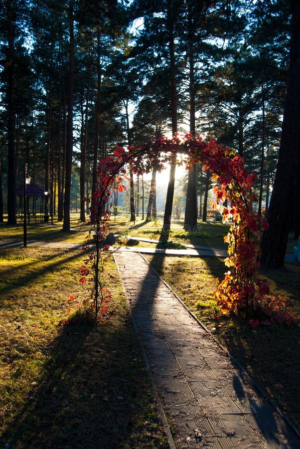 Arch of leaves in the Park stock image. Image of fall - 135695533