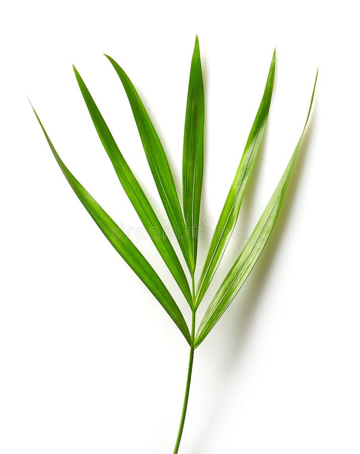 Leaf of Areca palm stock image. Image of exotic, environment - 102662025