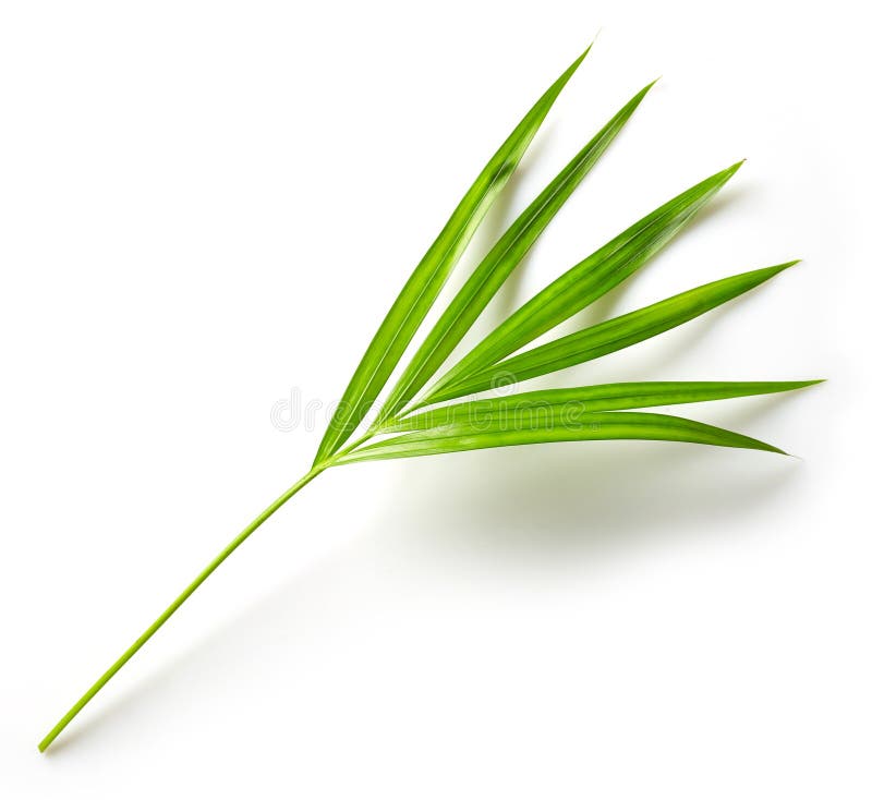 Leaf of Areca palm stock photo. Image of areca, design - 102662084
