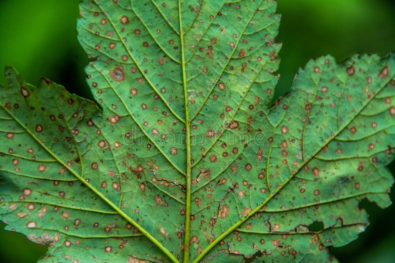 Leaf Attacked by a Fungal Disease Stock Image - Image of insect ...