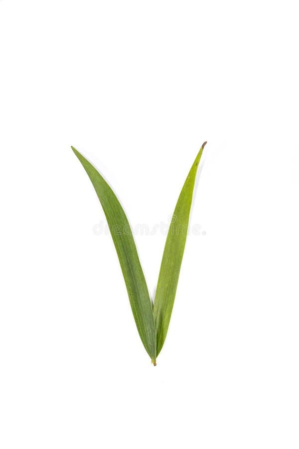 Acacia Auriculiformis Tropical Tree Isolated Stock Images - Download 17 ...