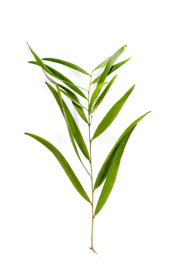 Leaf Auri White Background in Studio Stock Photo - Image of park ...